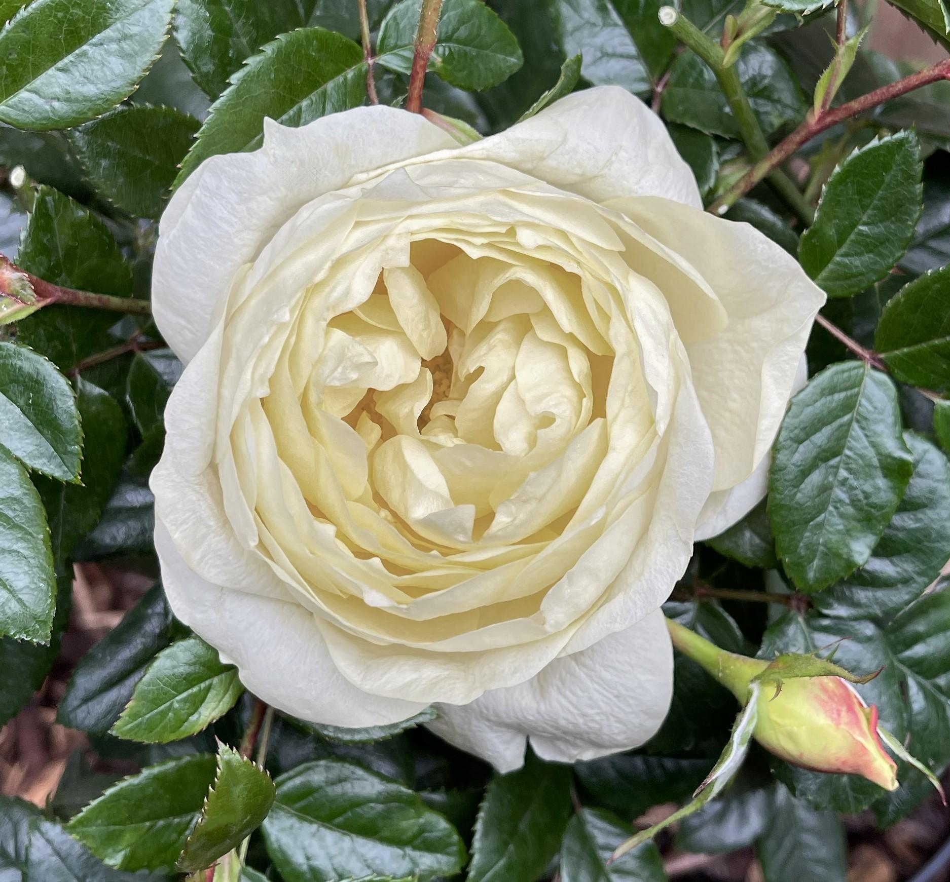 The Royal Philharmonic Orchestra Celebration Rose