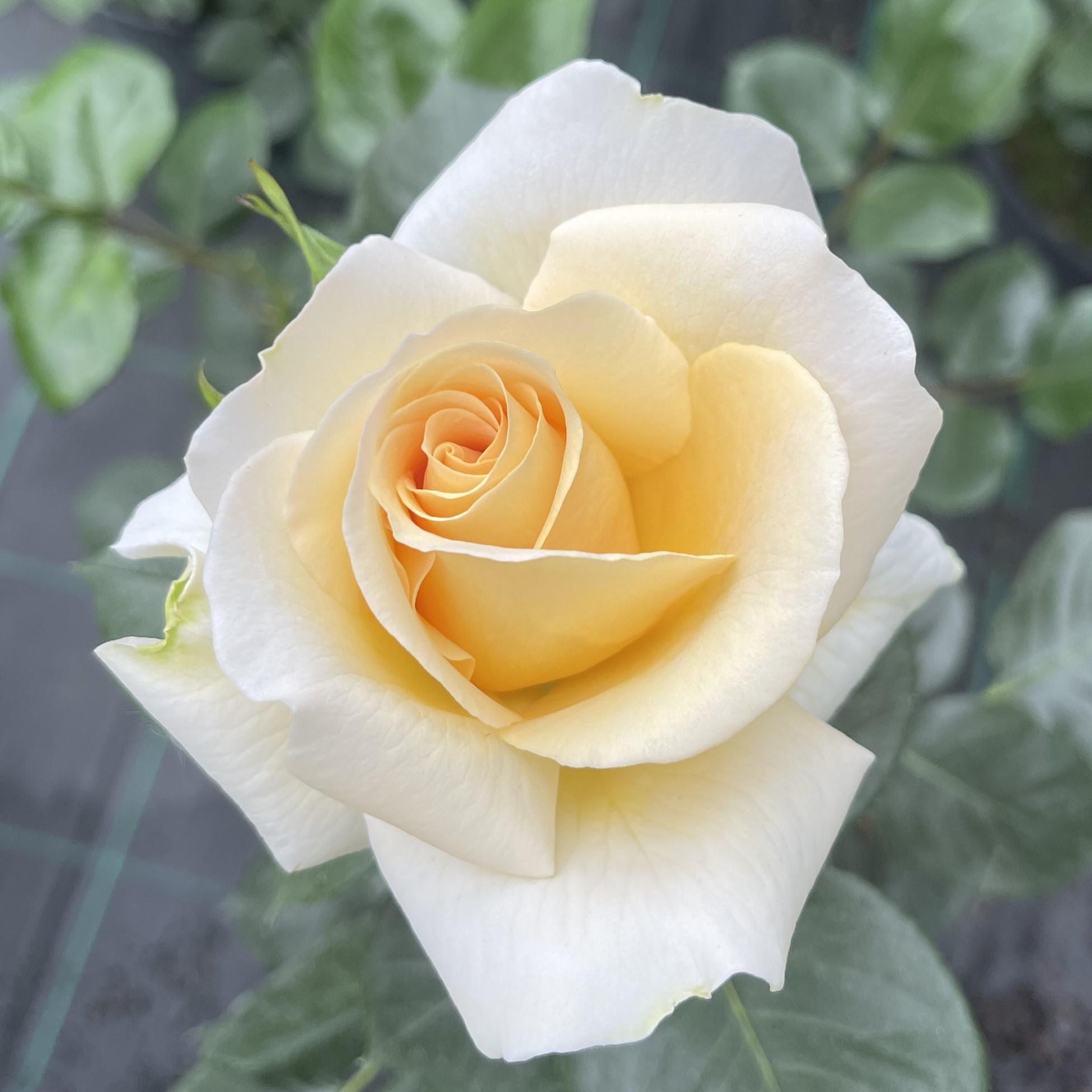 Hunts Blind Centenary Rose - Harkness Roses 1879