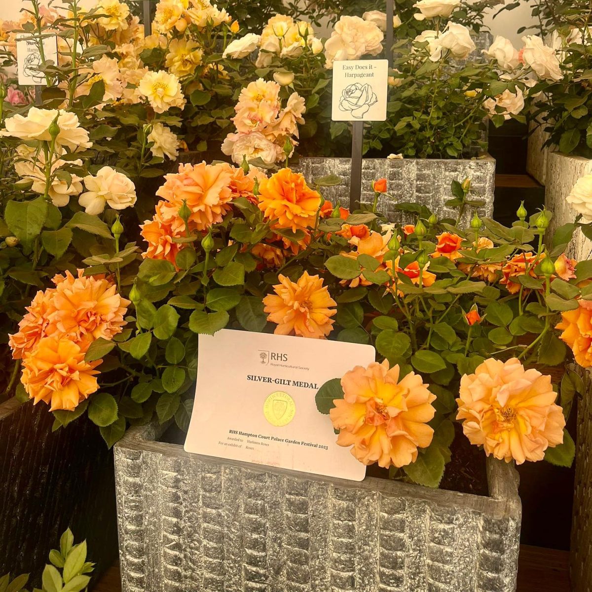 Harkness Roses | Bush, Shrub & Climbing Roses | British Roses