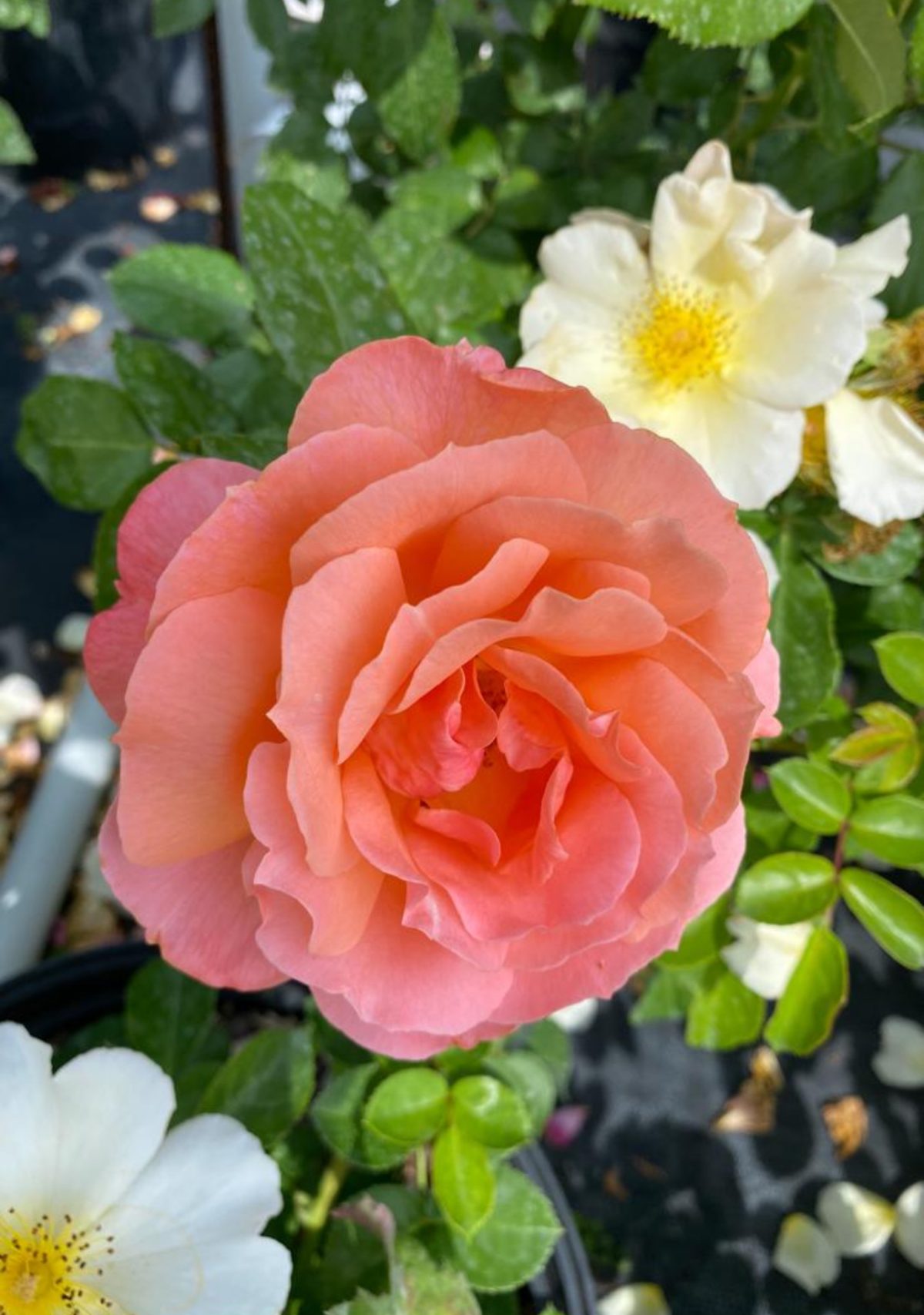 Harkness Roses 1879 Launch Rose Alfred Robert Boe at RHS Hampton Court ...