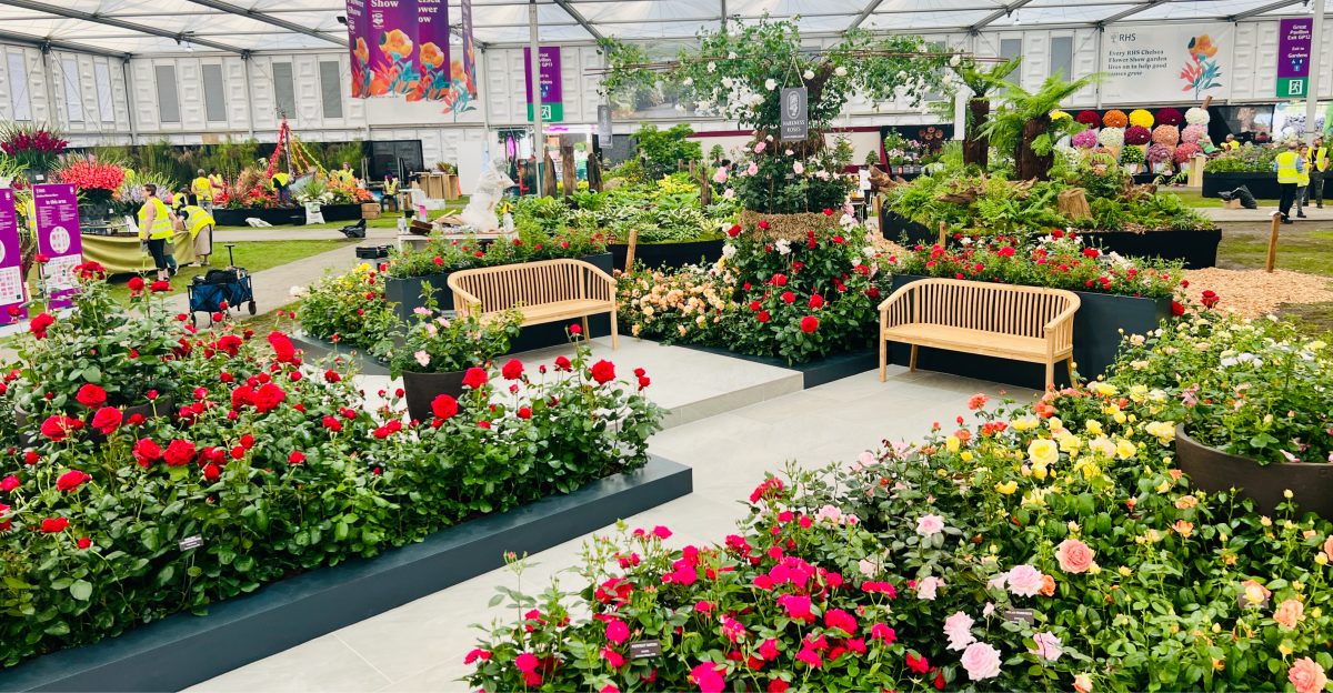 Harkness Roses | Bush, Shrub & Climbing Roses | British Roses