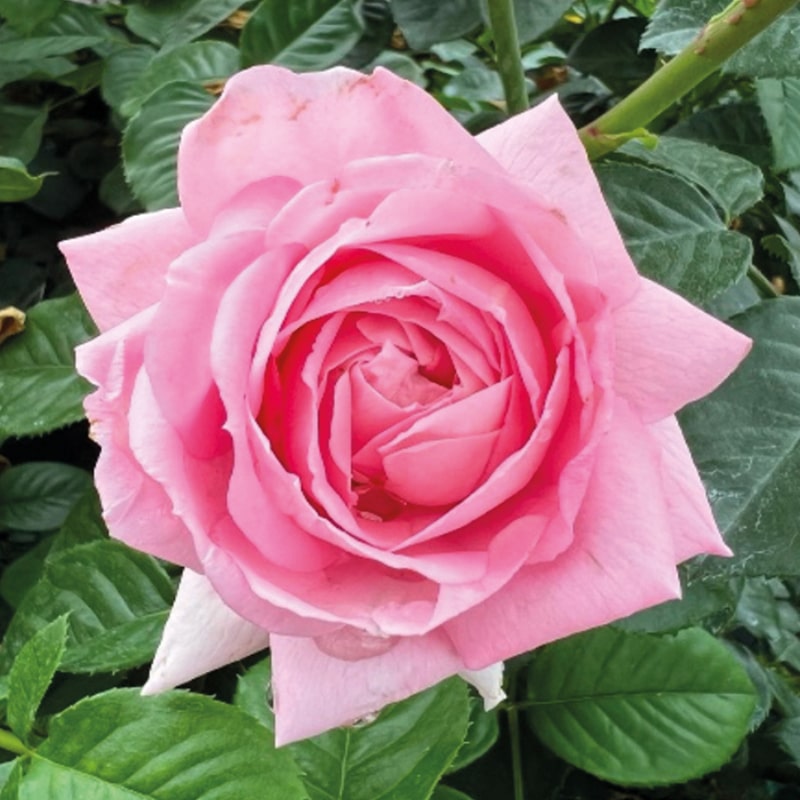 Welcome to the home of Harkness 1879 - Harkness Roses 1879